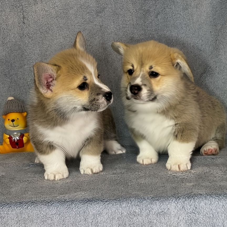 Вельш Корги Пемброк, щенок