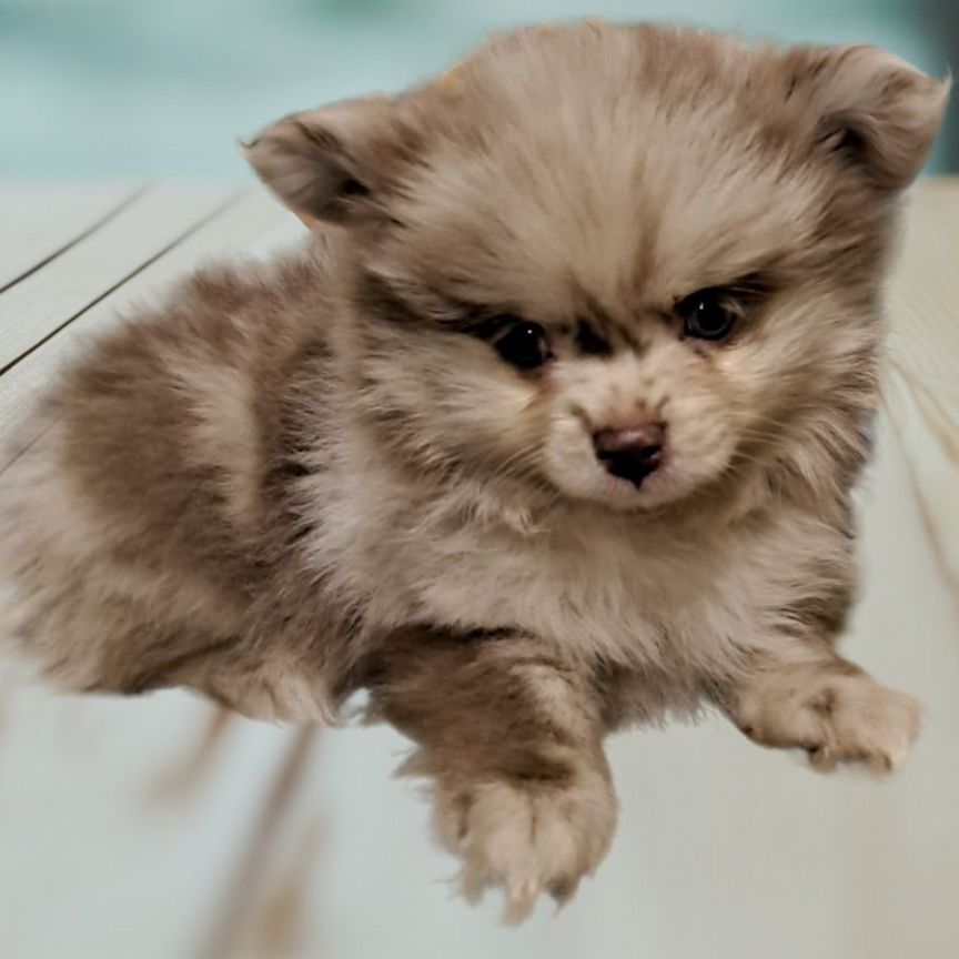 Померанский шпиц, щенок