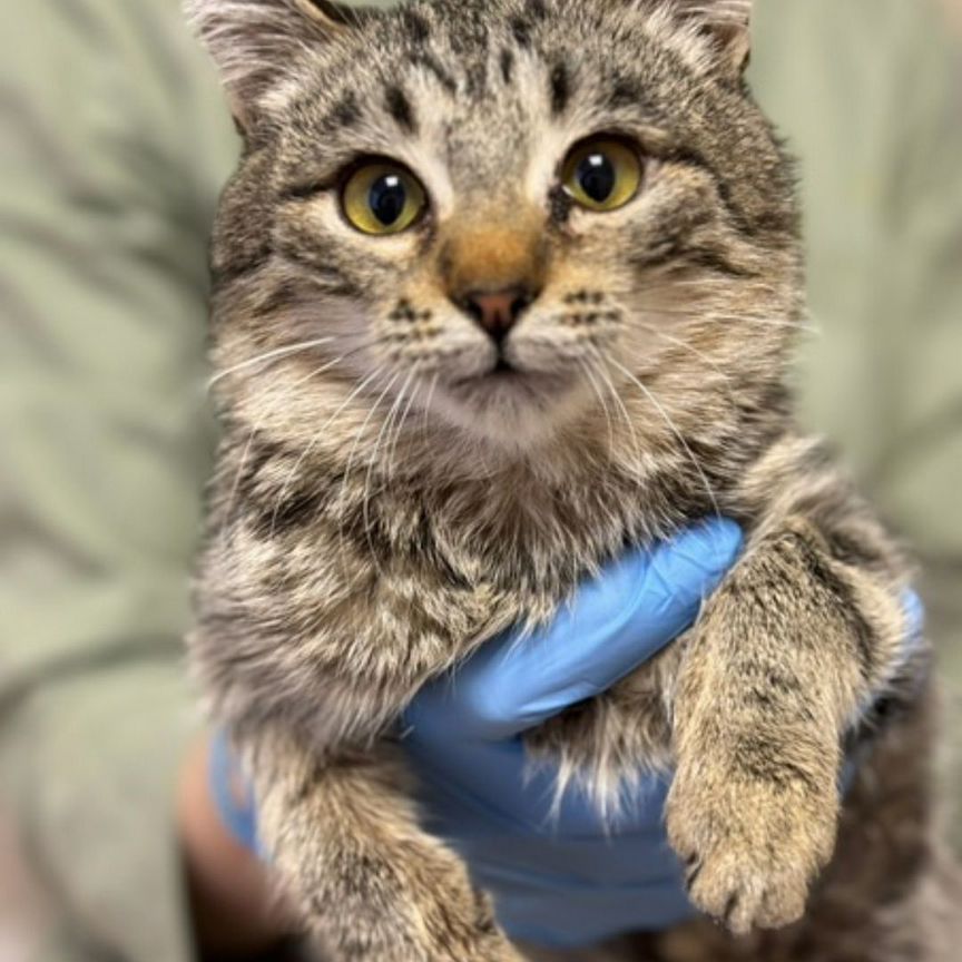 Кошечка 3мес