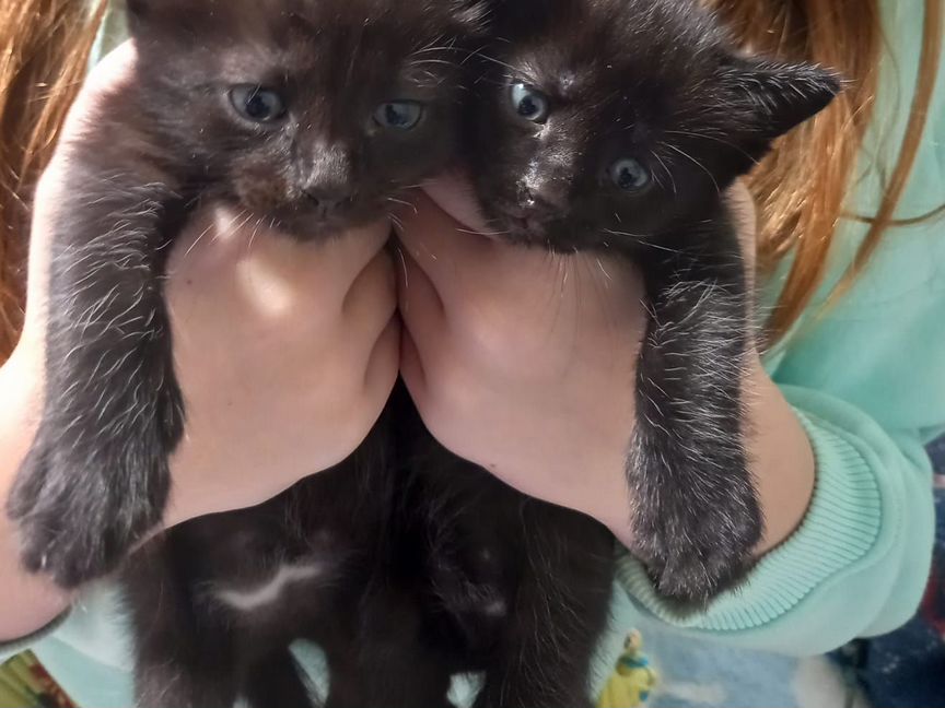 Котята отдам бесплатно