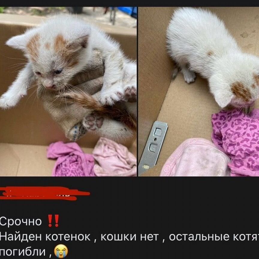 Поиск хозяина