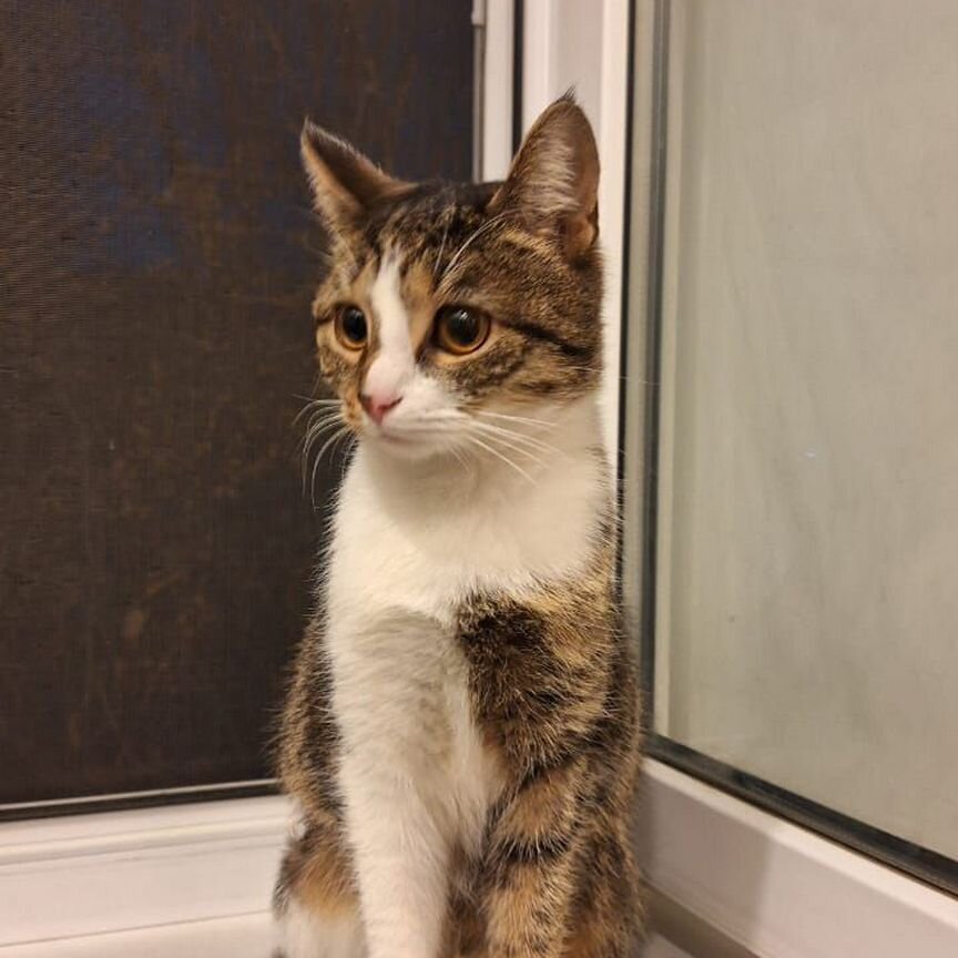 Разноцветная кошечка в добрые руки