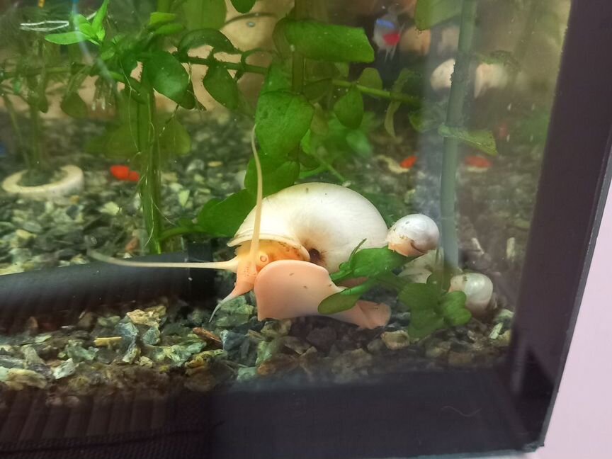 Улитки ампулярии жемчужные