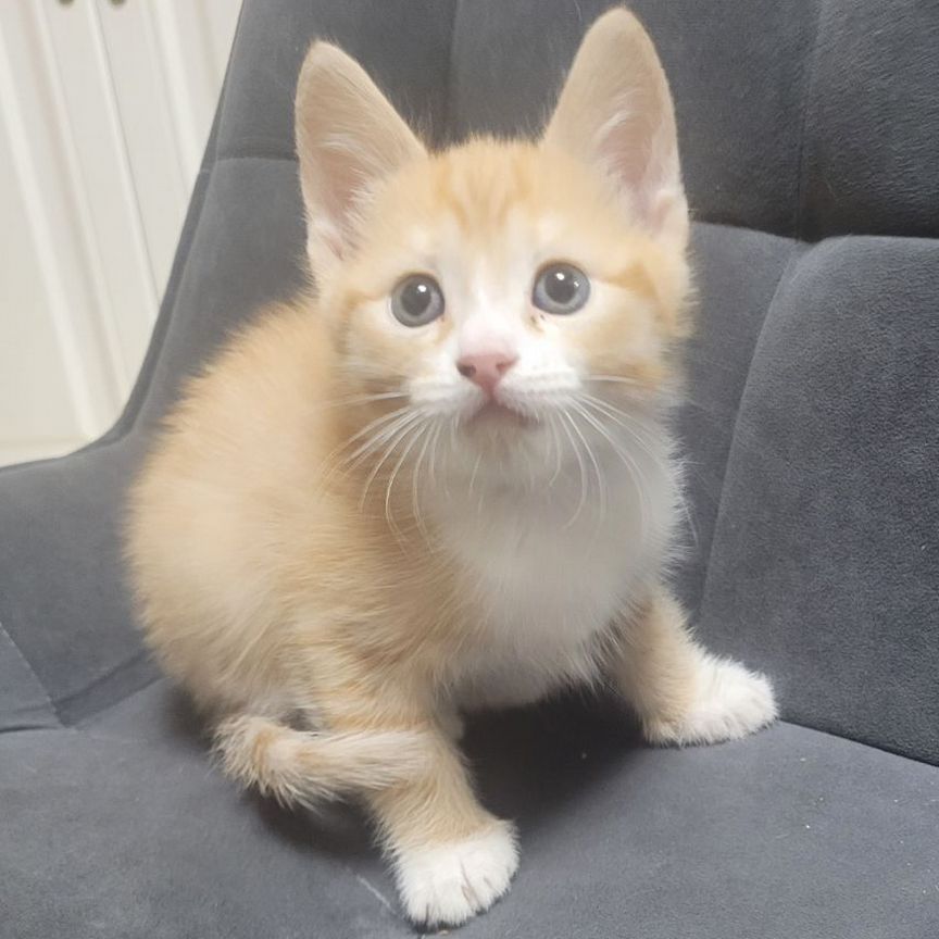 Котёнок в добрые руки