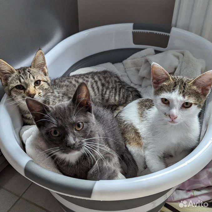 Много котят на выбор