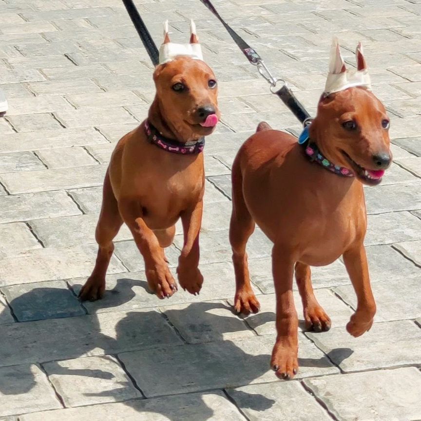 Щенки цвергпинчера