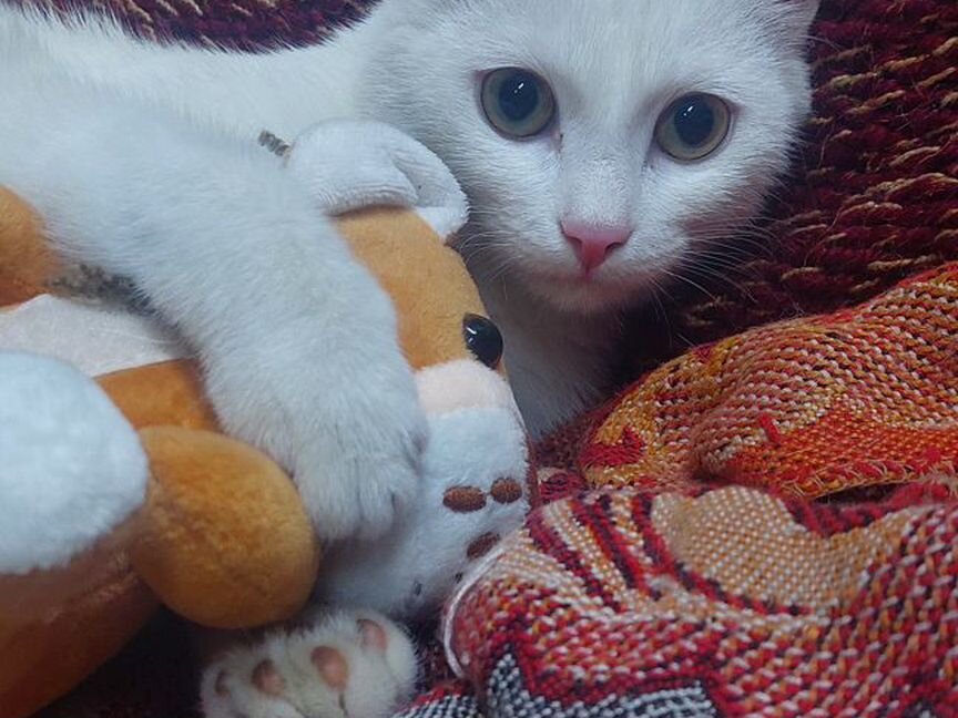 Отдам ласковую кошечку