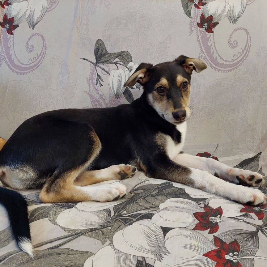 Щенок в добрые руки бесплатно дар