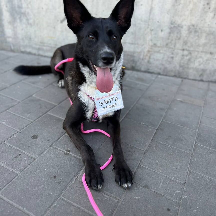 Жизнь нежной Элиты проходит в приюте