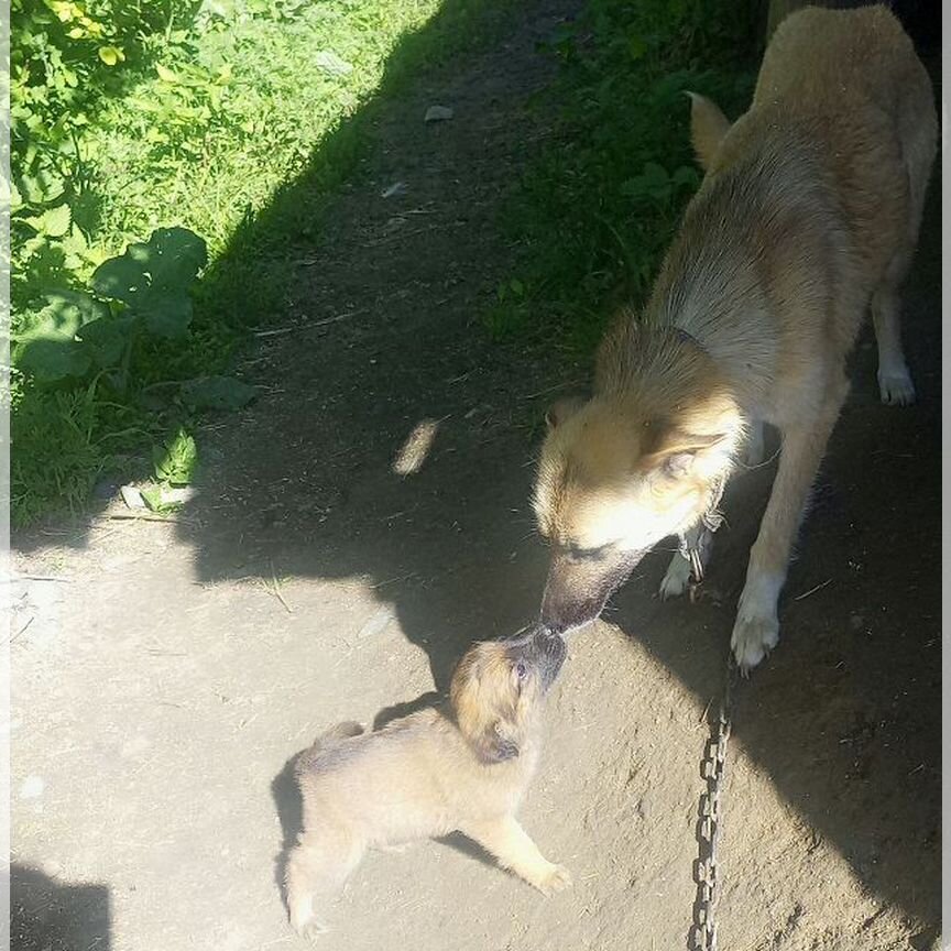 Щенок в добрые руки