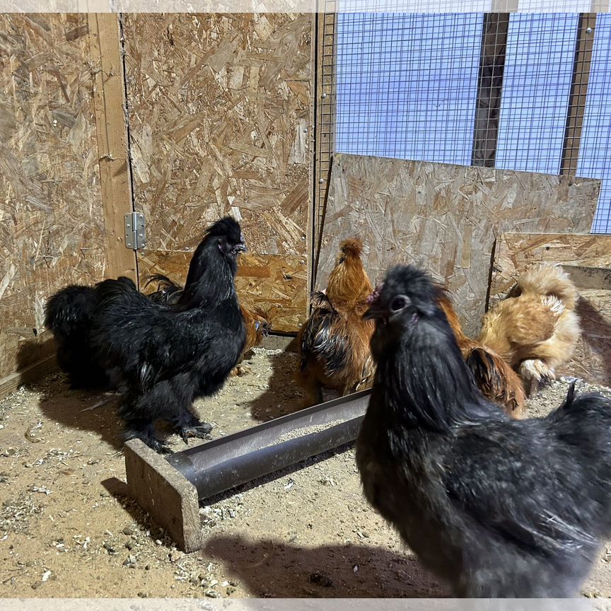 Петухи (китайская шелковая)