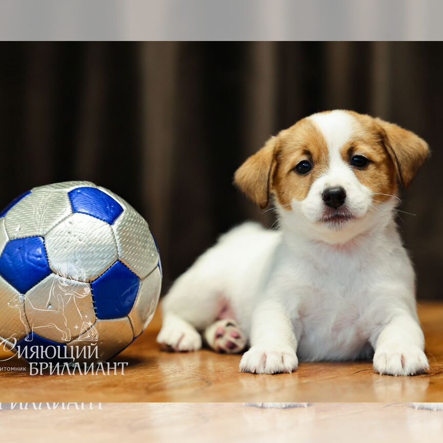 Джек-рассел-терьер, щенок