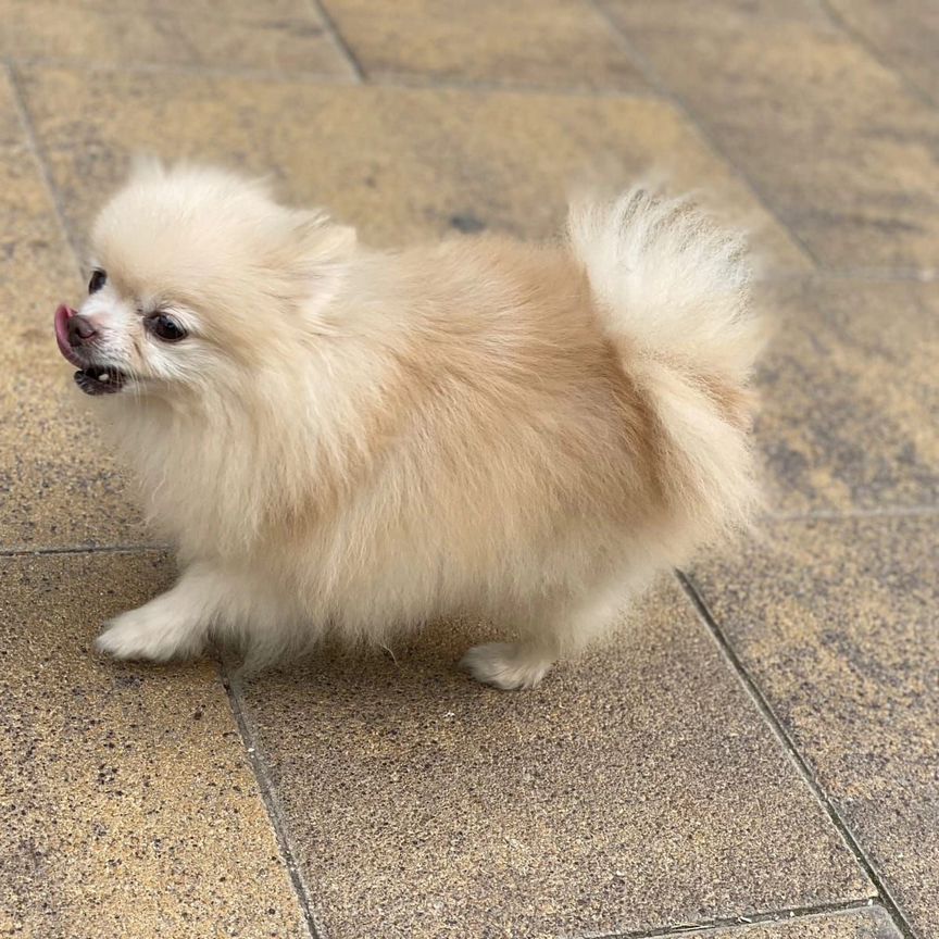 Найден шпиц