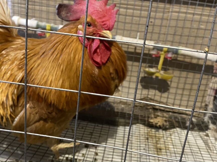 Петух мини мясной