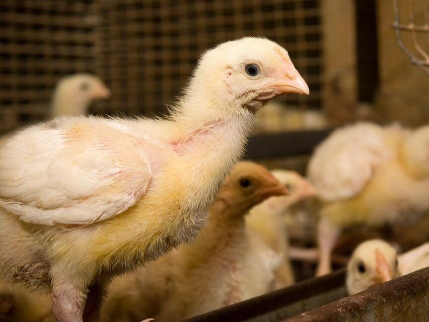 Цыплята бройлеры
