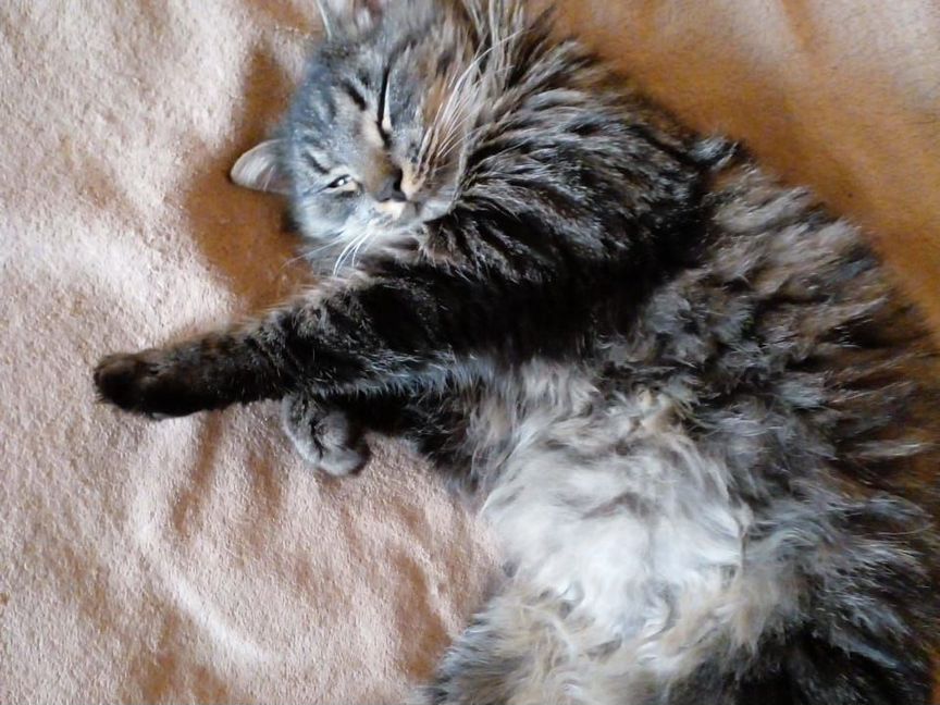 Зеленоглазый сибирский кот