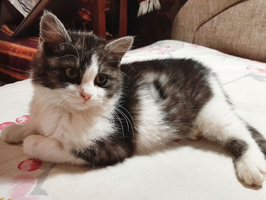 Дымчатая игривая кошечка 4-5 месяцев в дар