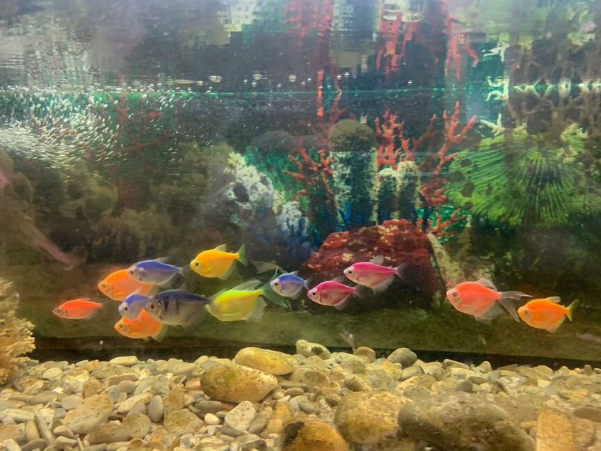 Аквариумные рыбки тернеция