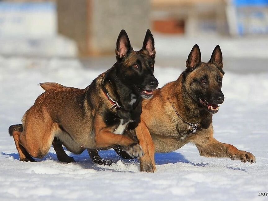 Щенки бельгийской овчарки Малинуа