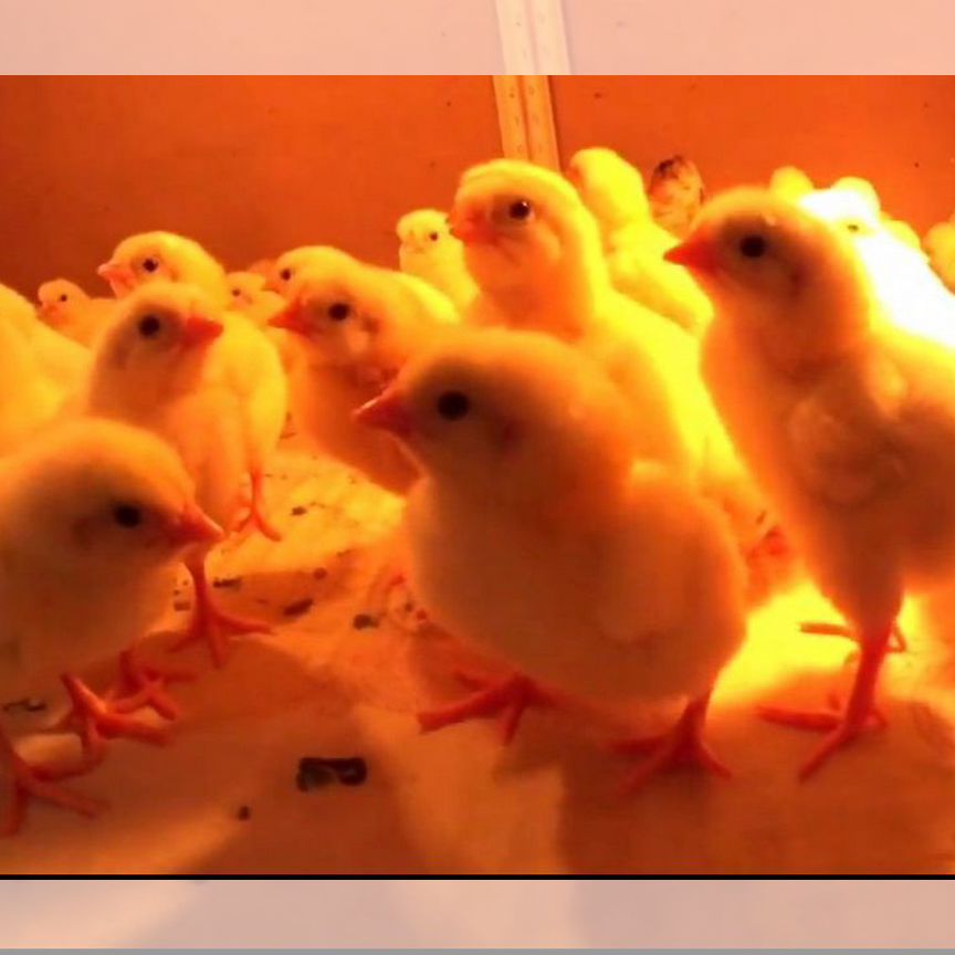 Цыплята бройлеры кобб 500