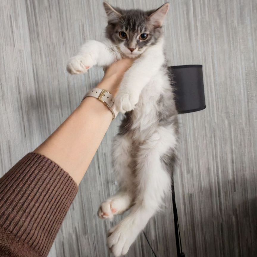 Котёнок