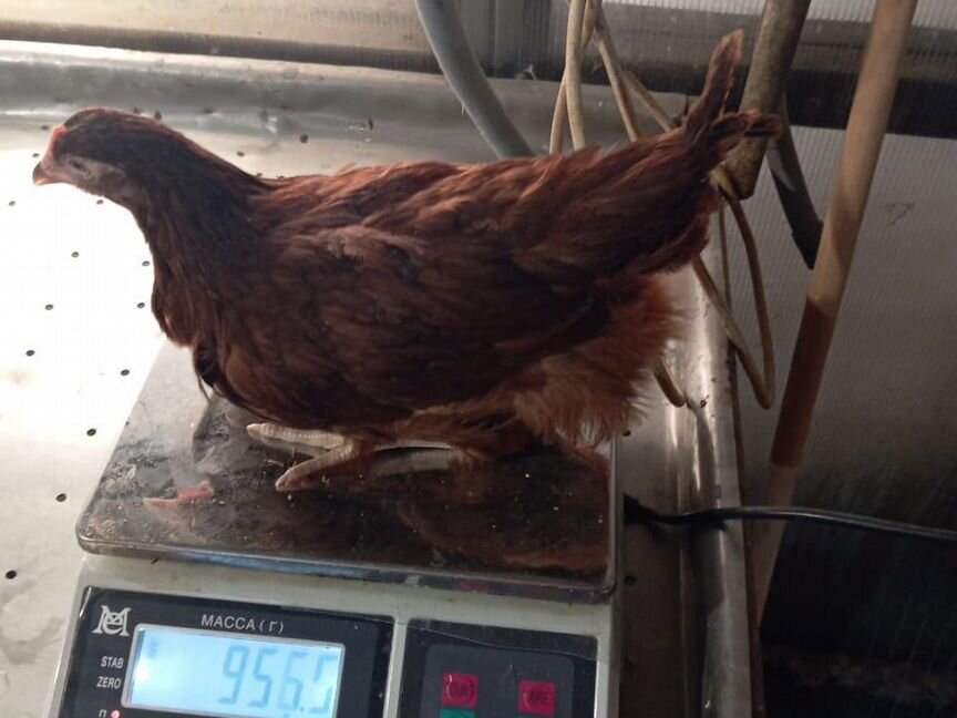 Курочки молодки несушки