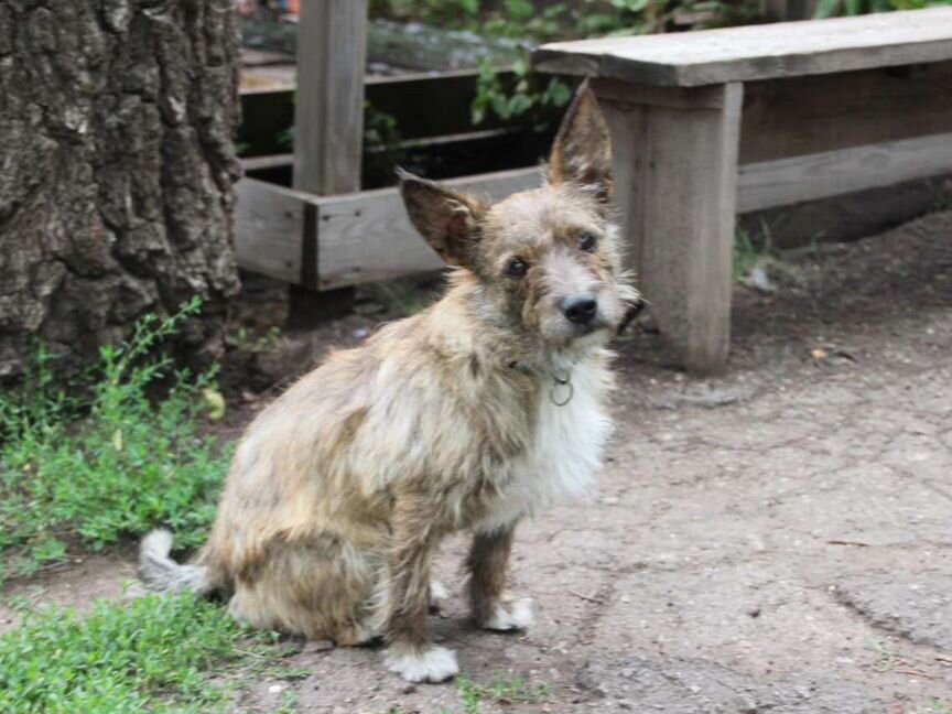 Собака. Чудесный Фил в добрые руки