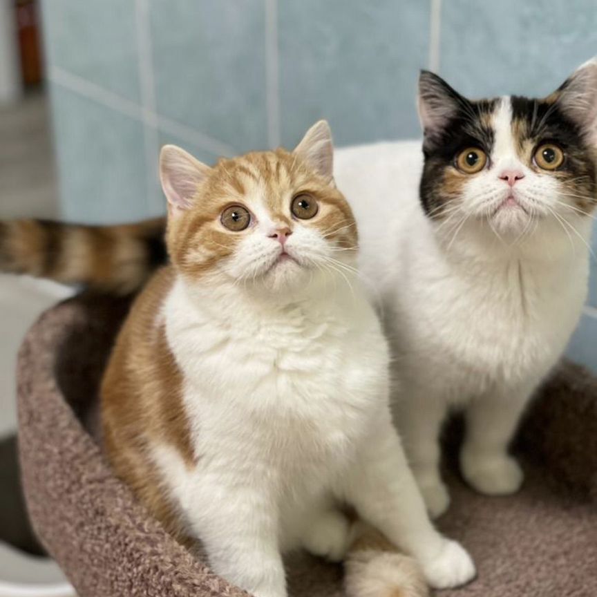 Шотладская кошка