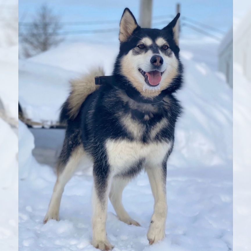 Сибирский хаски, взрослая собака