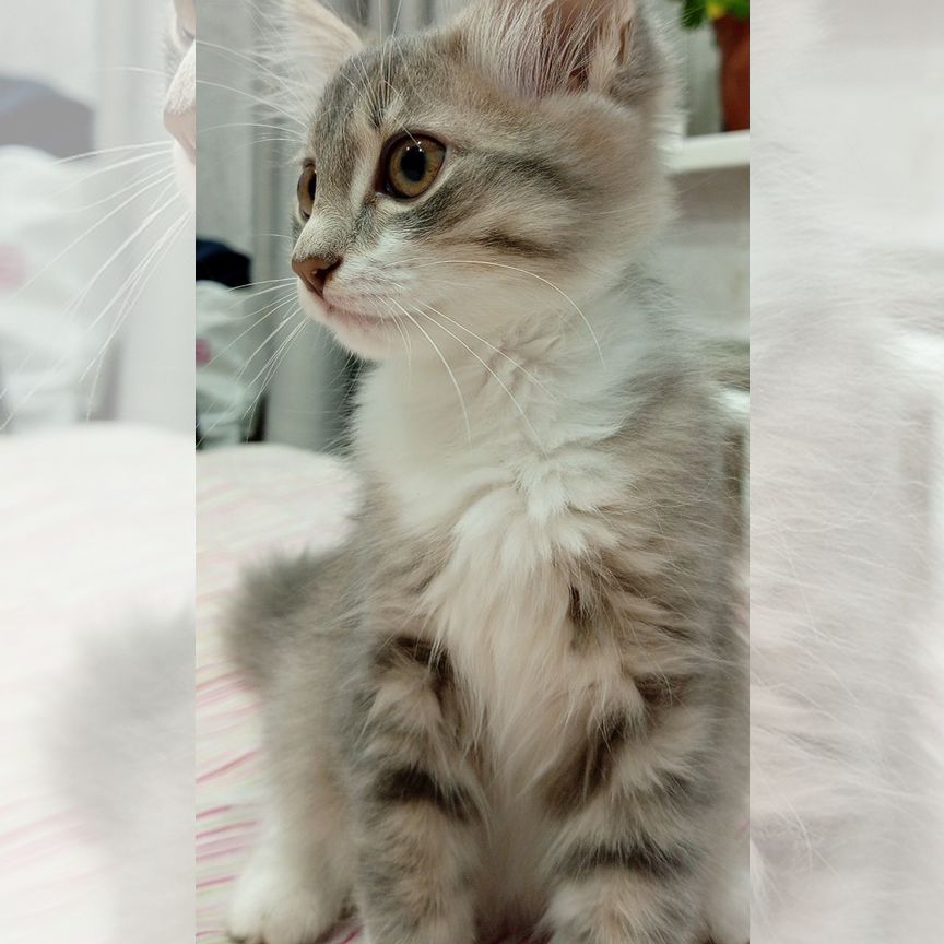 Котёнок в добрые руки