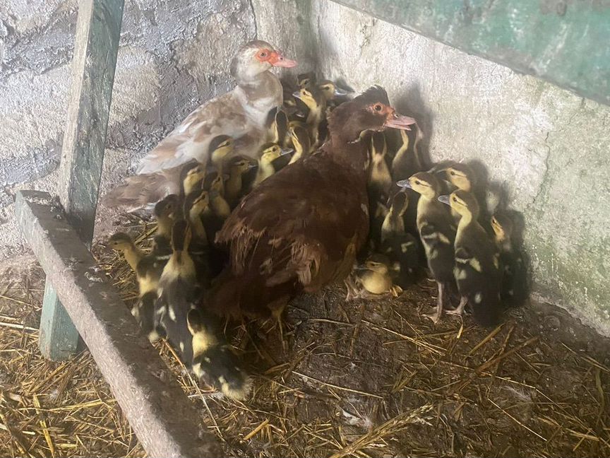 Индоутята десятидневки