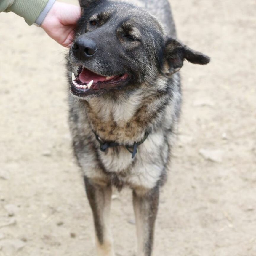 Куратор для Жужи