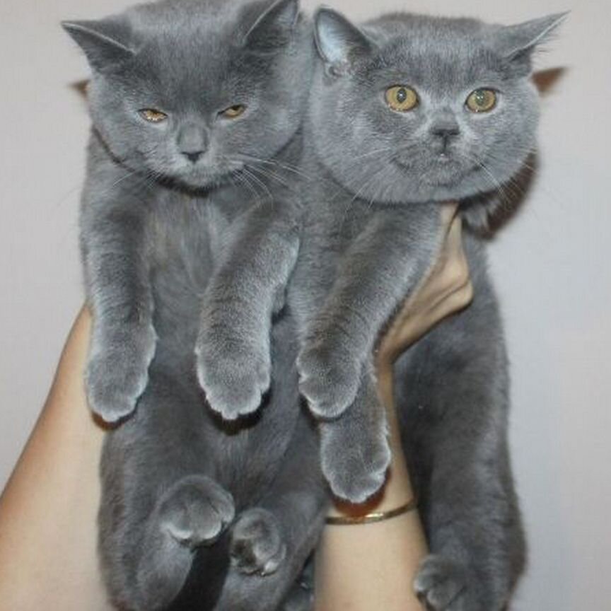 Британские котята
