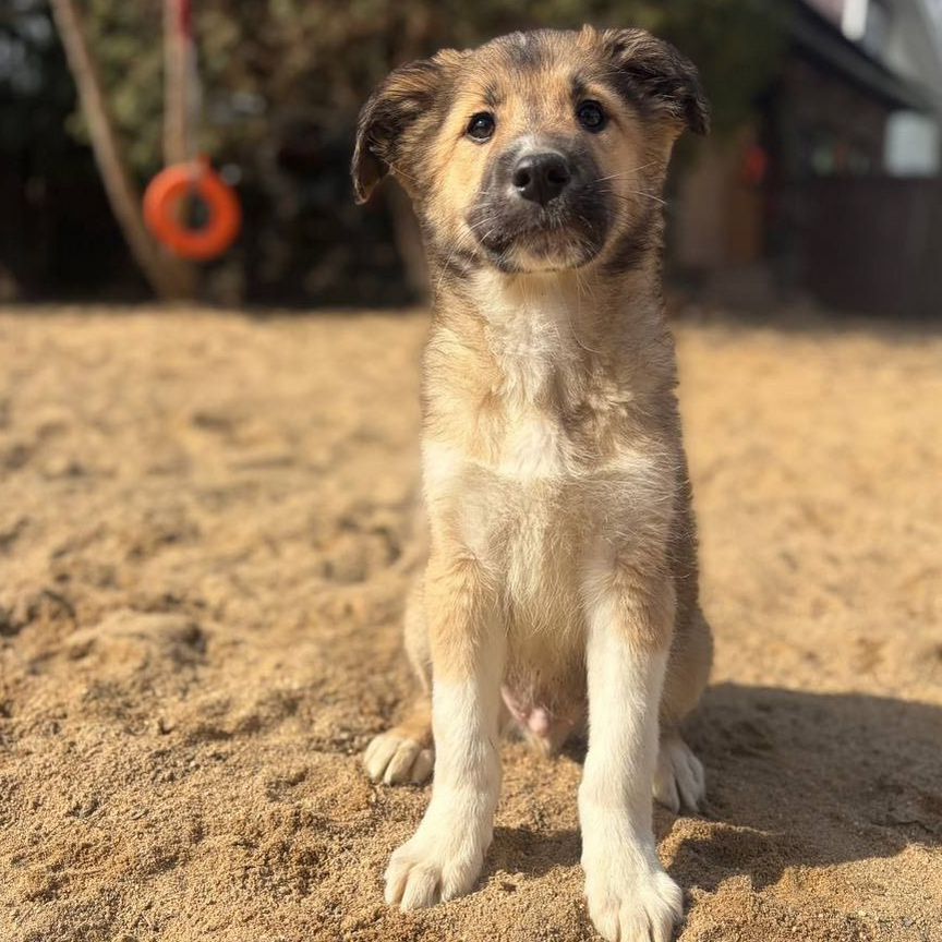 Щенок в добрые руки