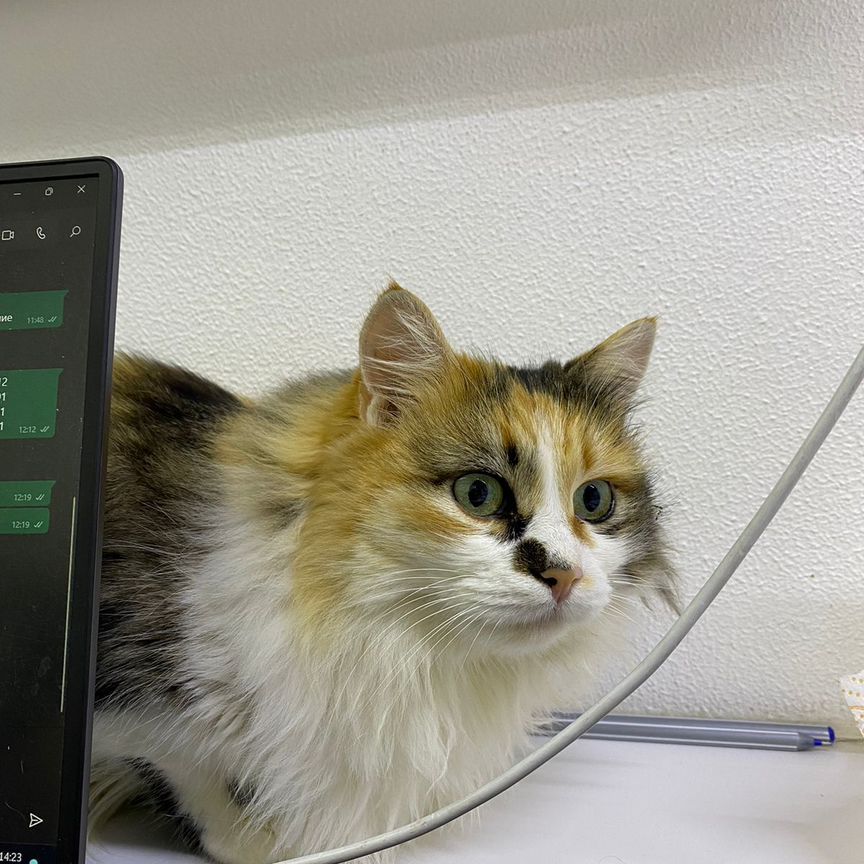 Ласковая красотка ищет дом