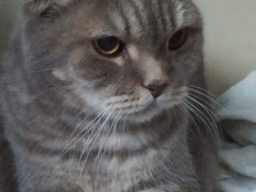 Кот в добрые руки