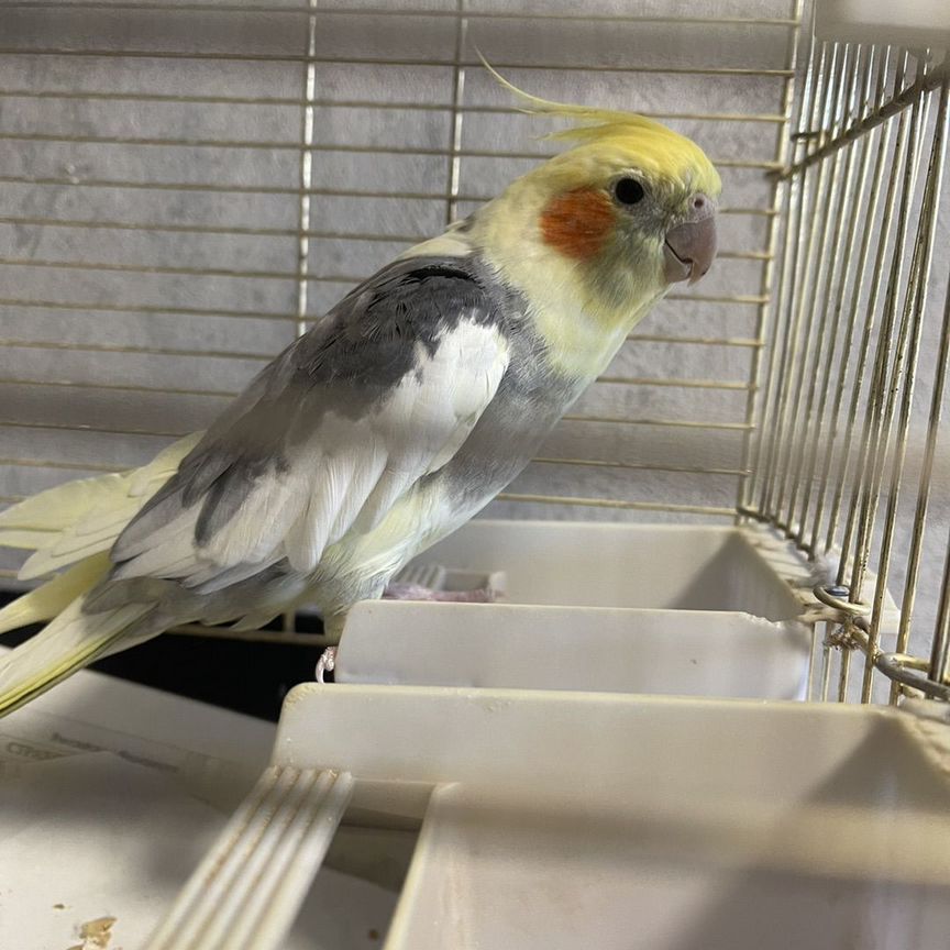 Попугай корелла с клеткой