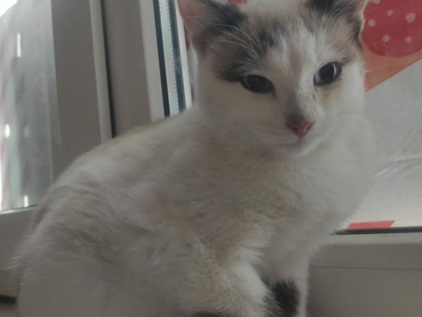Котенок-девочка с голубыми глазами в добрые руки