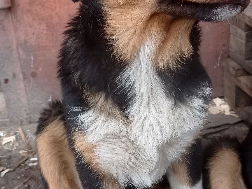 Прекрасная девочка 4 мес