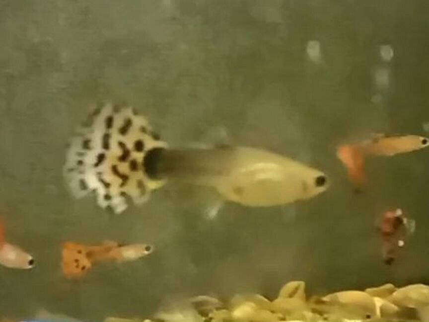 Аквариумные рыбки