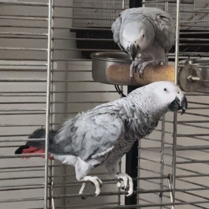 Попугай пара