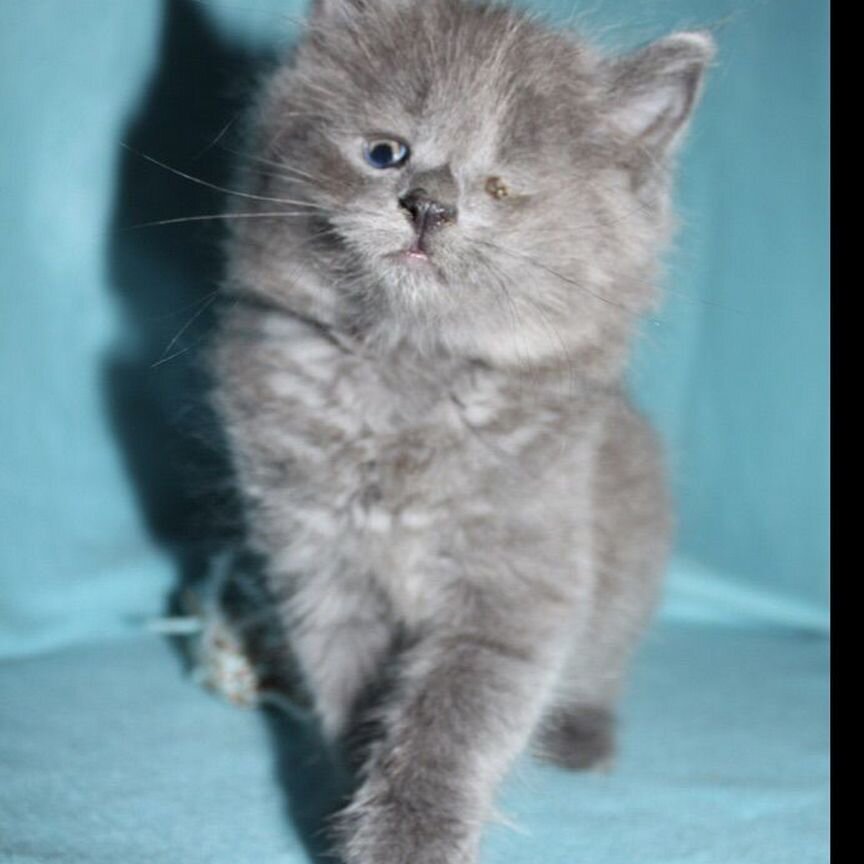 Слепой малыш Тикки ищет дом