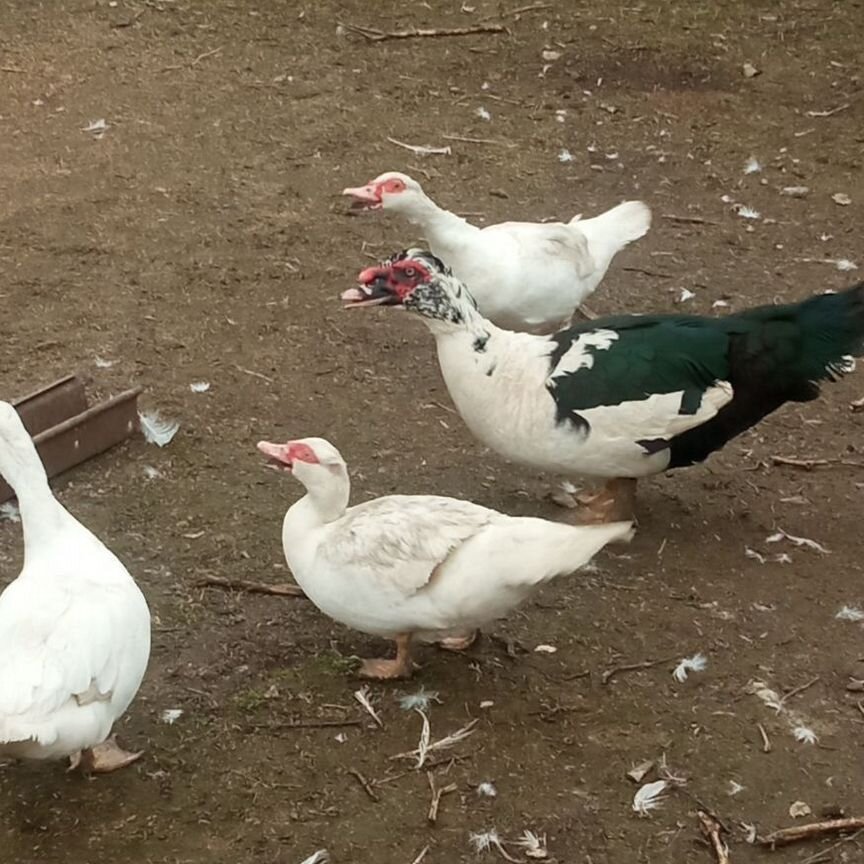 Мускусные утки