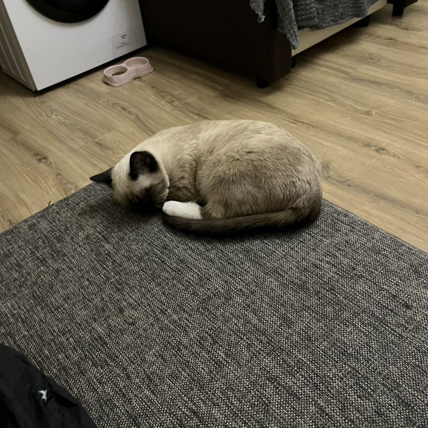 Сиамский котёнок