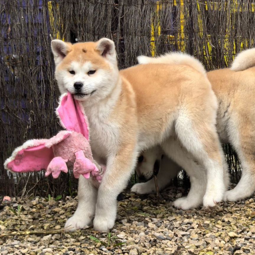 Акита-ину, щенок