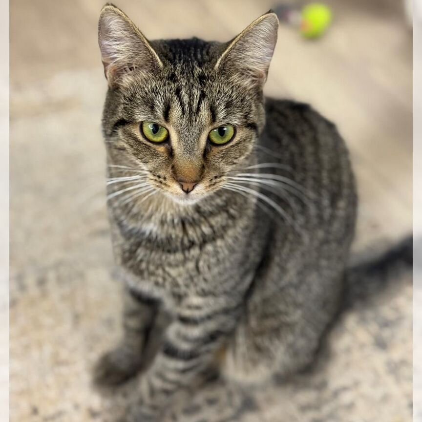 Взрослая кошка в добрые руки