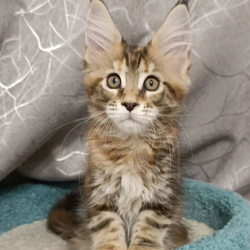 Мейн кун кошка