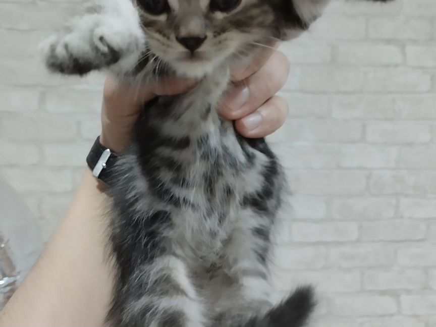 Котята