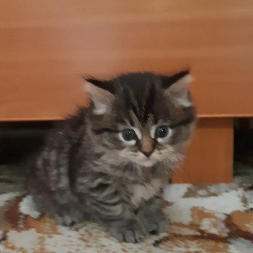 Котенок девочка, смешанной породы