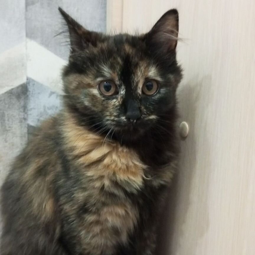 Котёнок
